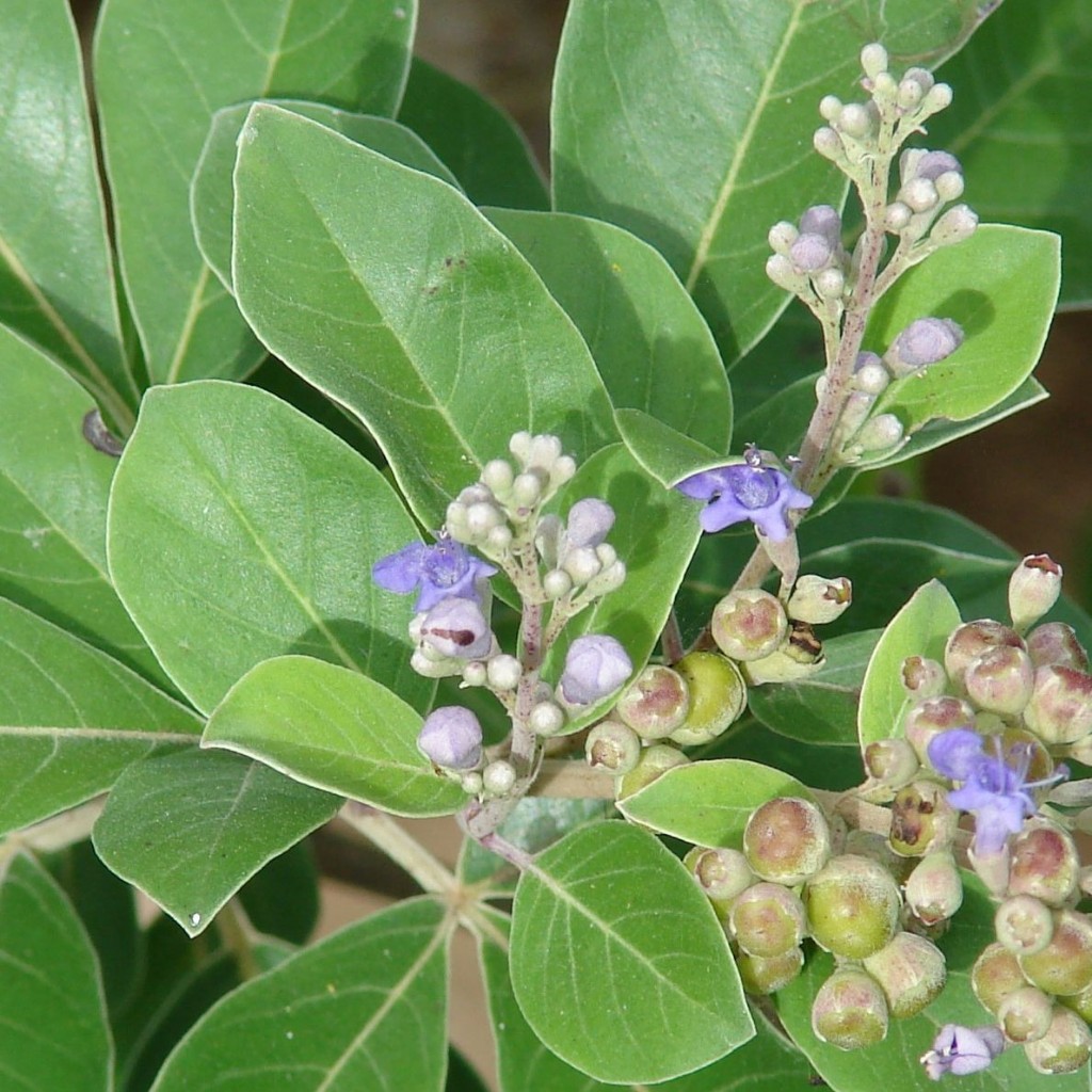 Jual Tanaman Obat Legundi Berkualitas: Tanaman Herbal Sehat di Taman ...