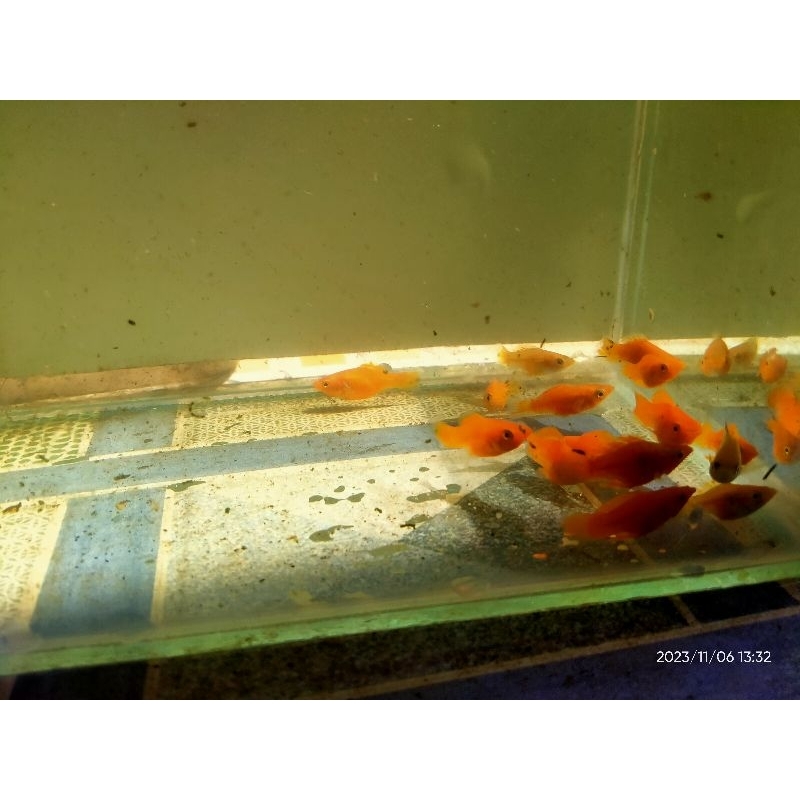 Jual Molly balon Oren, 12rb=3 ekor, ikan hias aquascape aquarium ...