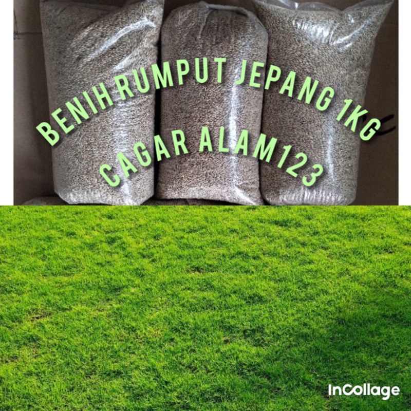 Jual peromo!!! benih rumput jepang 1kg | Shopee Indonesia