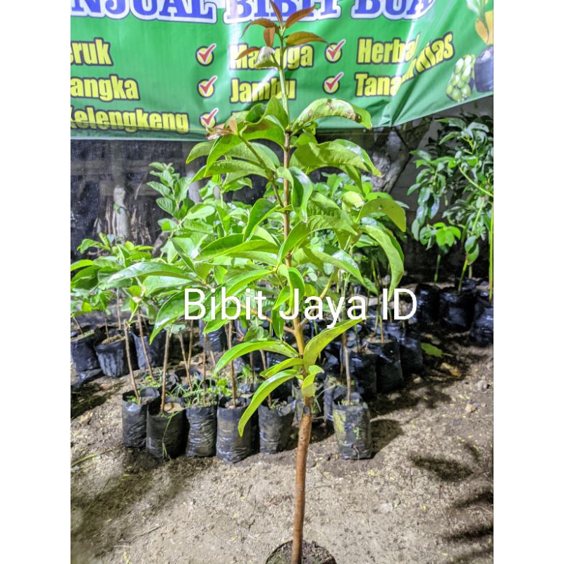 Jual Bibit Jambu Darsono Ketinggian 80-90cm Up Batang Super | Shopee ...