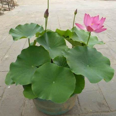 Jual Tanaman Air Lotus Bunga, Tanaman Hias Lotus | Shopee Indonesia