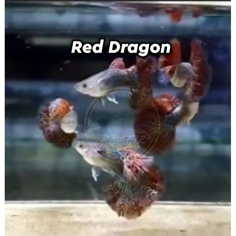 Jual Guppy Red Dragon | Shopee Indonesia