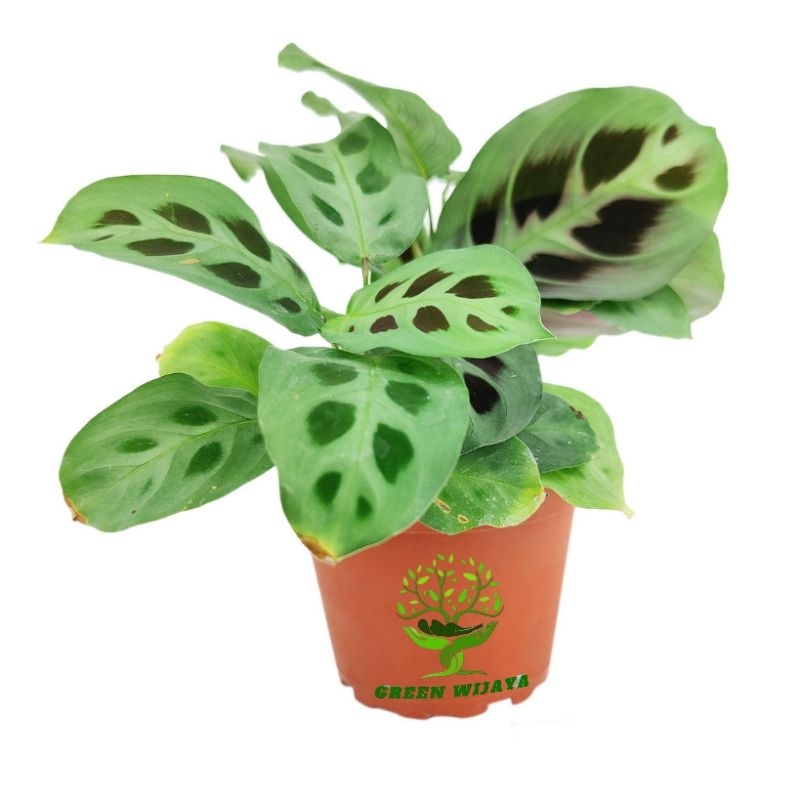 Jual Tanaman hias calathea levonero,tanaman doa hijau maranta | Shopee ...