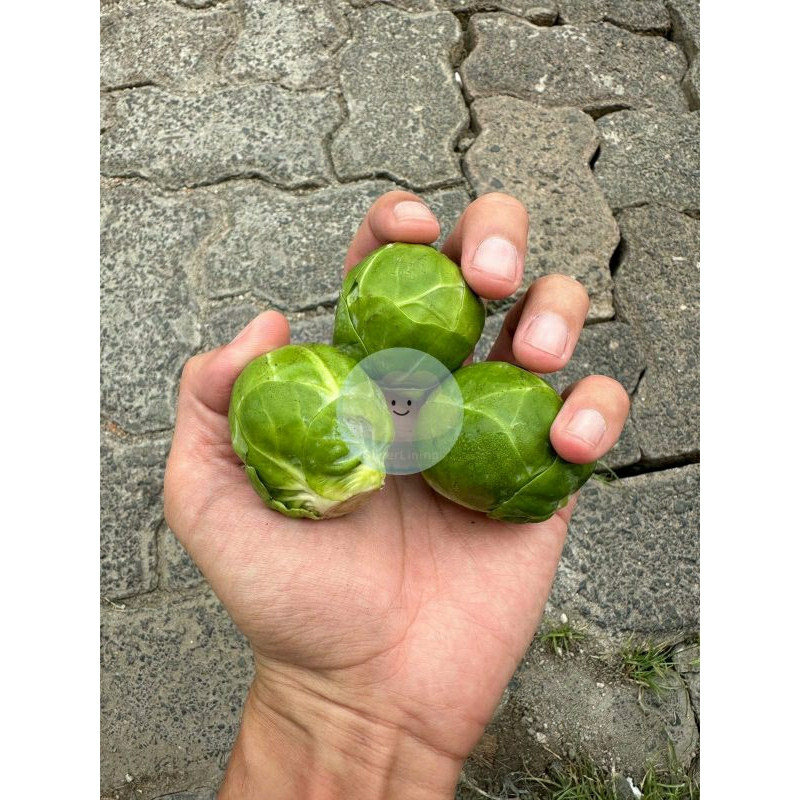 Jual BRUSSELS SPROUT / KUBIS MINI CHINA 1KG | Shopee Indonesia