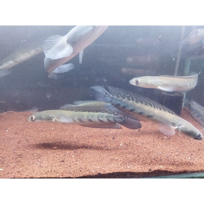 Jual Maru riau kuwalitas | Shopee Indonesia