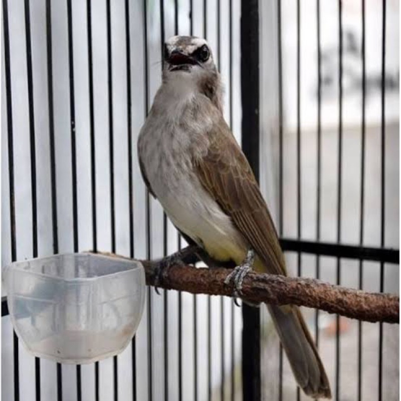Jual burung Trucuk kebo asli Madura pilihan mulus | Shopee Indonesia