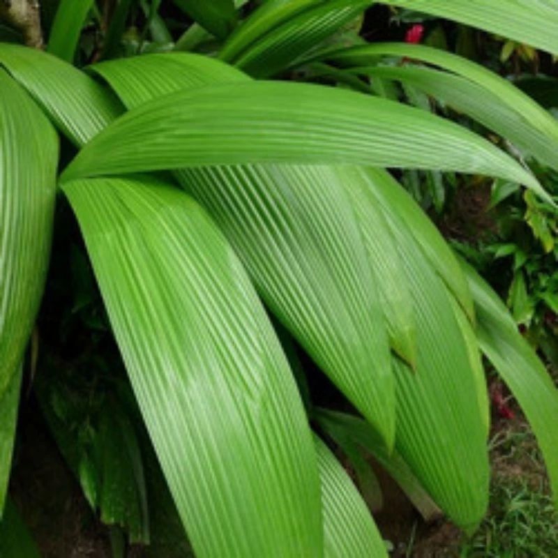 Jual Daun Marasi Jumbo Pembungkus Nasi Lemang (paket 20lembar) | Shopee ...