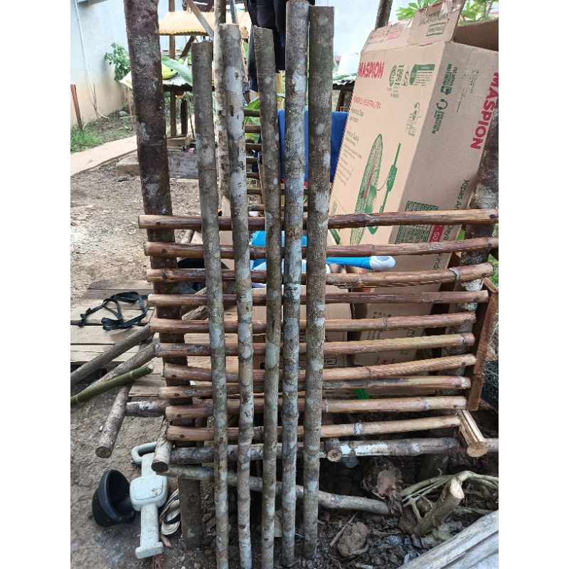 Jual kayu tas atau hujan panas, limpanas betina kalimantan | Shopee ...