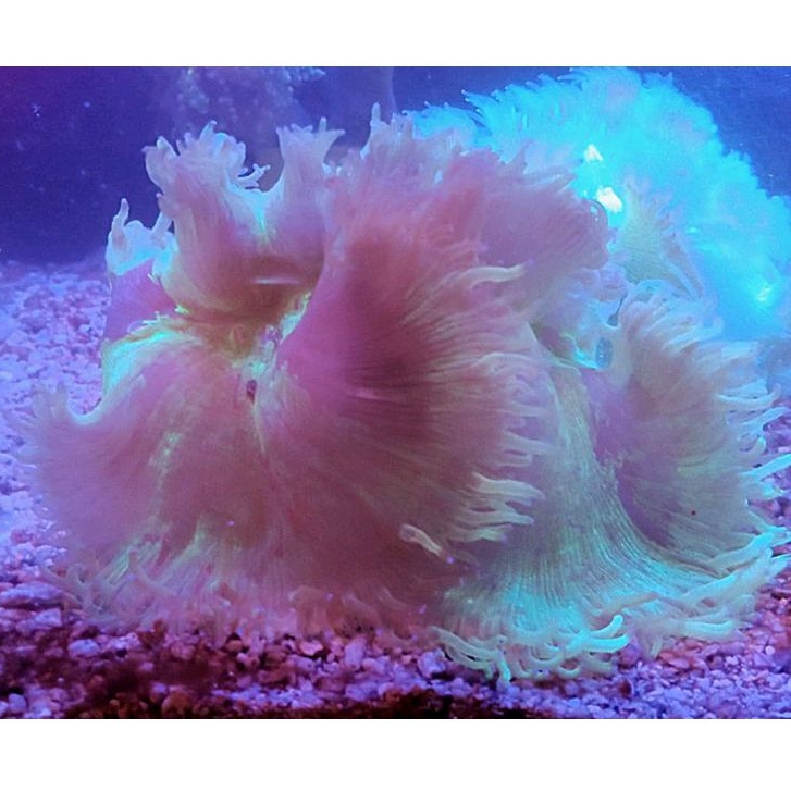 Jual Kkk Kolang Kaling Kembang / Elegance Coral / Air Laut / Rumah Nemo ...