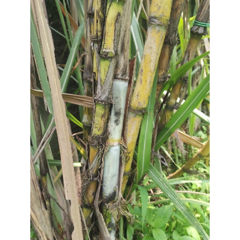 Jual Tebu Kuning Super Manis 1kg | Shopee Indonesia