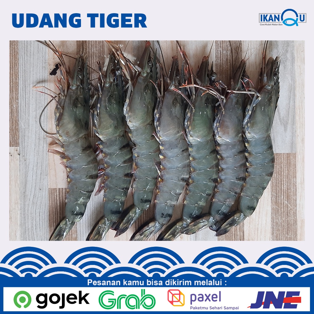 Jual Udang Tiger segar harian size 15 premium | UDANG PANCET | Udang ...