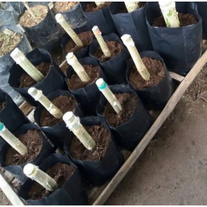 Jual Bibit Stek Kelor Siap Tanam Per 1 Bibit Original | Shopee Indonesia