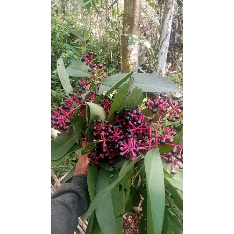 Jual jual buah hutan langka parijotho buah hutan paling langka yang ...