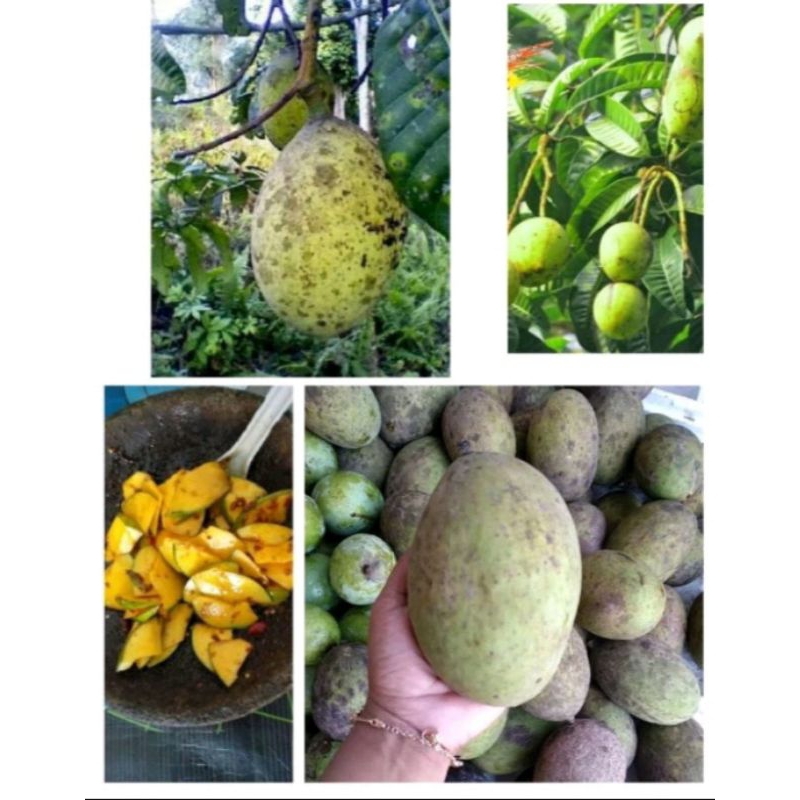 Jual Buah Pakel Buah Limus Muda Segar 1 Kg | Shopee Indonesia