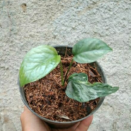 Jual Epipremnum Hanoman Sp Bali ( bibit) | Shopee Indonesia