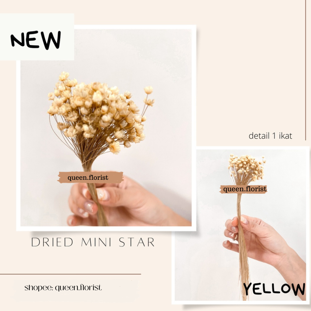 Jual 1 IKAT MINI STAR Bunga Kering Dried Flower GLIXIA Mini Daisy ...