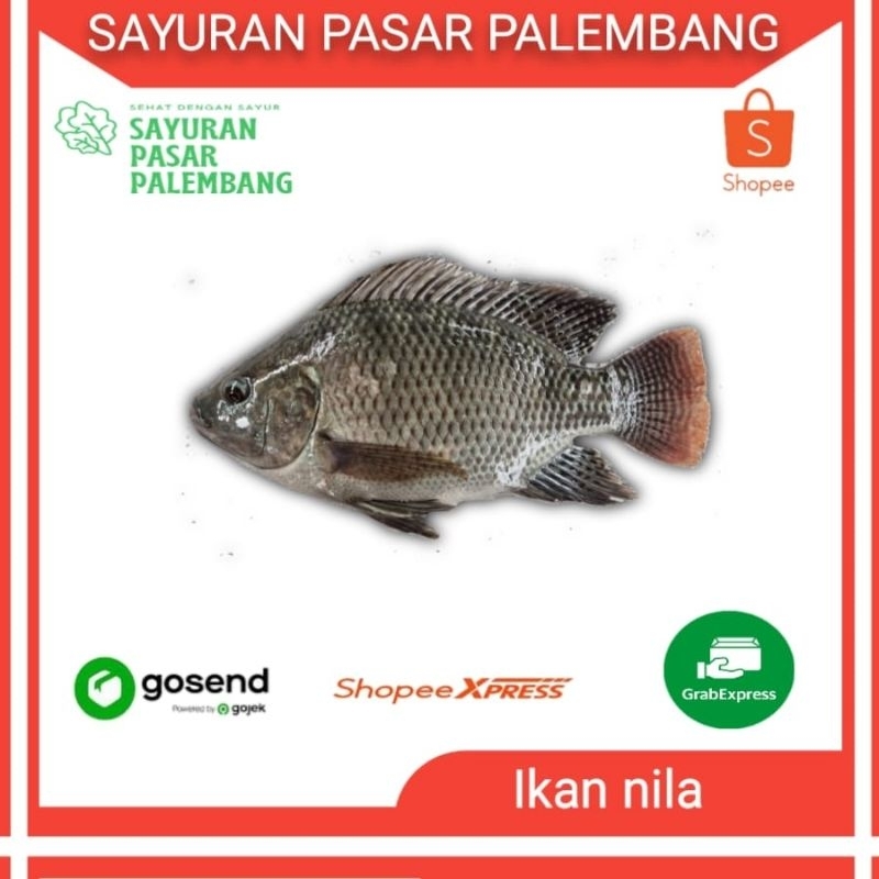 Jual Ikan Nila Segar Fresh - Sayuran Pasar Palembang | Shopee Indonesia