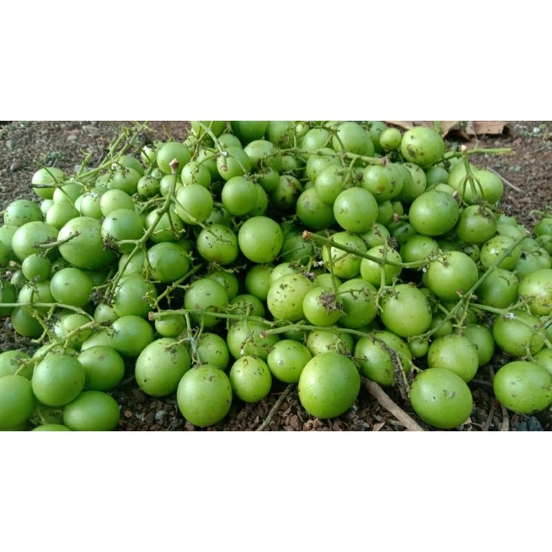 Jual Buah Gandaria / Jatake fresh 1kg | Shopee Indonesia