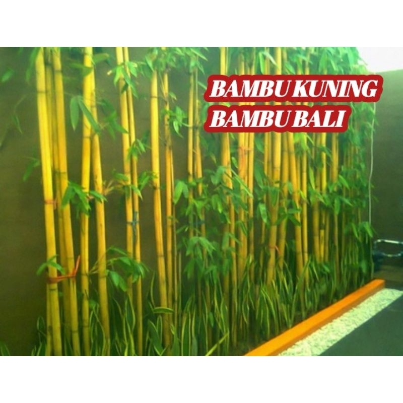 Jual BAMBU KUNING BAMBU BALI TINGGI 2 METER | Shopee Indonesia