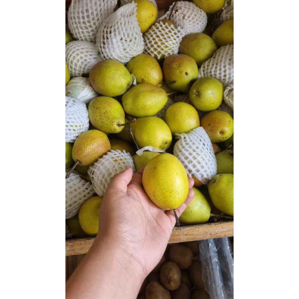 Jual pear xiangli / kg | Shopee Indonesia