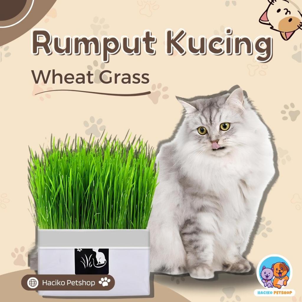 Jual [HACIKO PETSHOP] Rumput Kucing Paket Tumbuh Benih Gandum Premium ...