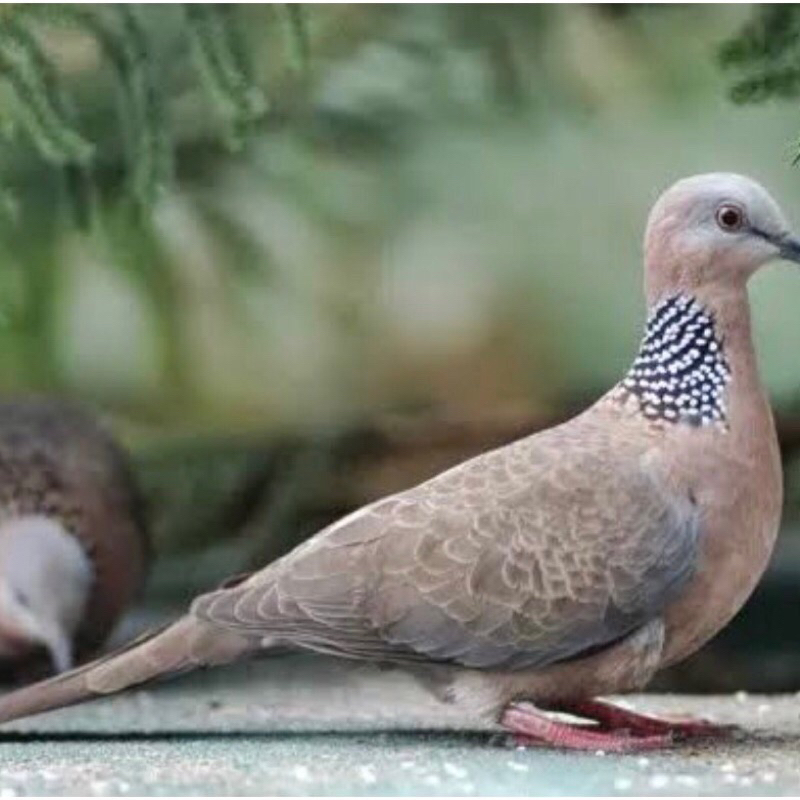 Jual burung tekukur pilihan rawatan jawa | Shopee Indonesia