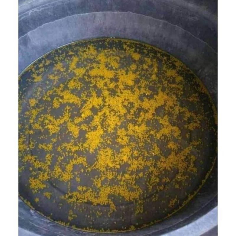 Jual telur gurame/ larva gurame soang 500 butir murah | Shopee Indonesia
