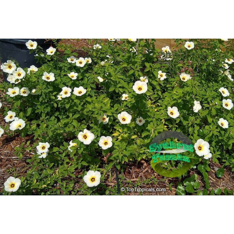 Jual Pohon Bunga Turnera Subulata / Tanaman Hias Turnera Bunga Pukul ...