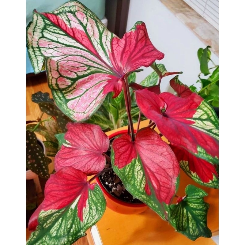 Jual Thailand Series Caladium Thailand Series Tanaman Hias Keladi ...