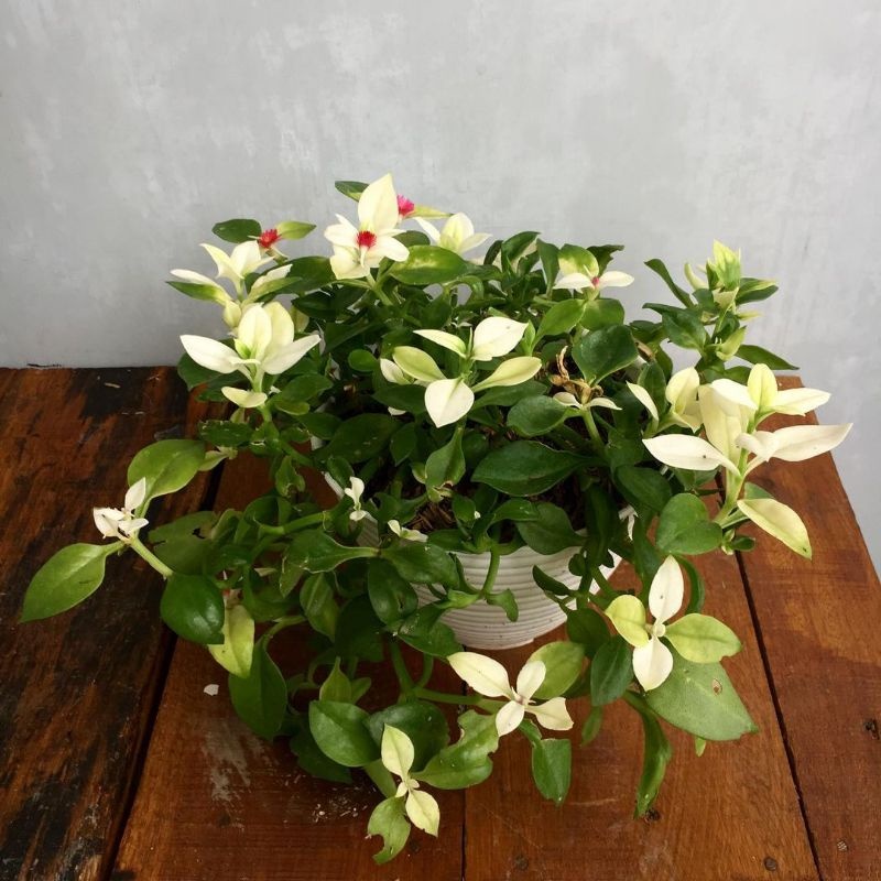 Jual Tanaman Hias Bunga Gantung HEBRAS VARIEGATA - Bunga LIPSTICK ...