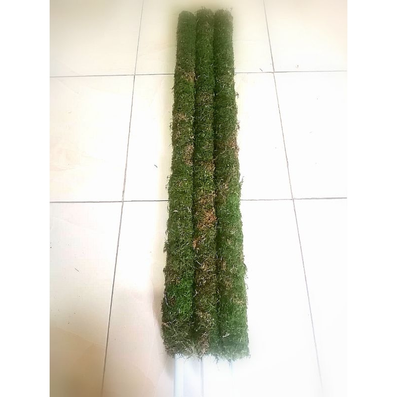 Jual turus lumut 1 meter | Shopee Indonesia