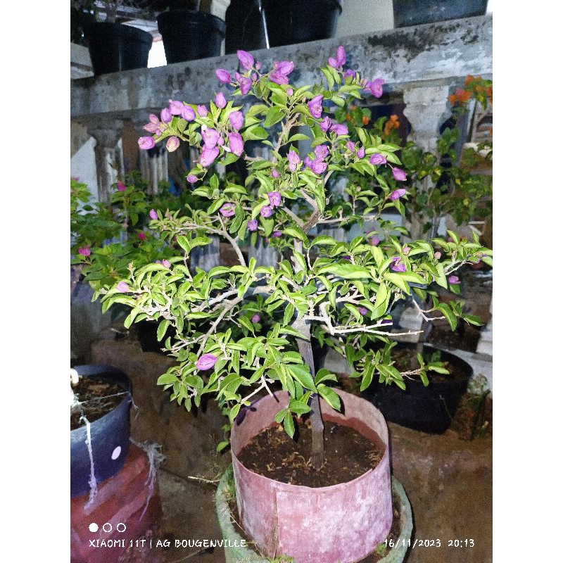 Jual bunga bougenville - anggur ungu ( sesuai foto) | Shopee Indonesia