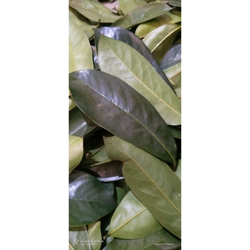 Jual herbal daun sirsak segar/ kering 100% non pestisida, isi daun 100 ...