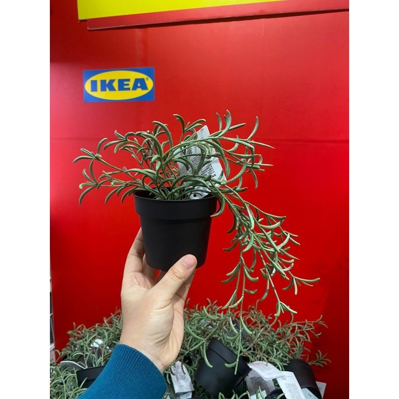 Jual IKEA TANAMAN ARTIFICIAL INCLUDE POT | Shopee Indonesia