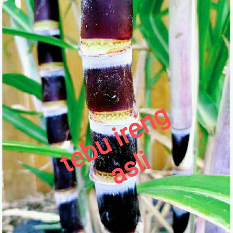 Jual bibit tebu ireng /tebu wulung Asli (paket 5 batang murrrahh ...