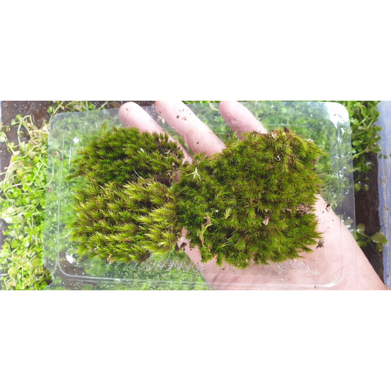 Jual Moss Paludarium Terarium Vivarium Forest / Moss Spagnum | Shopee ...
