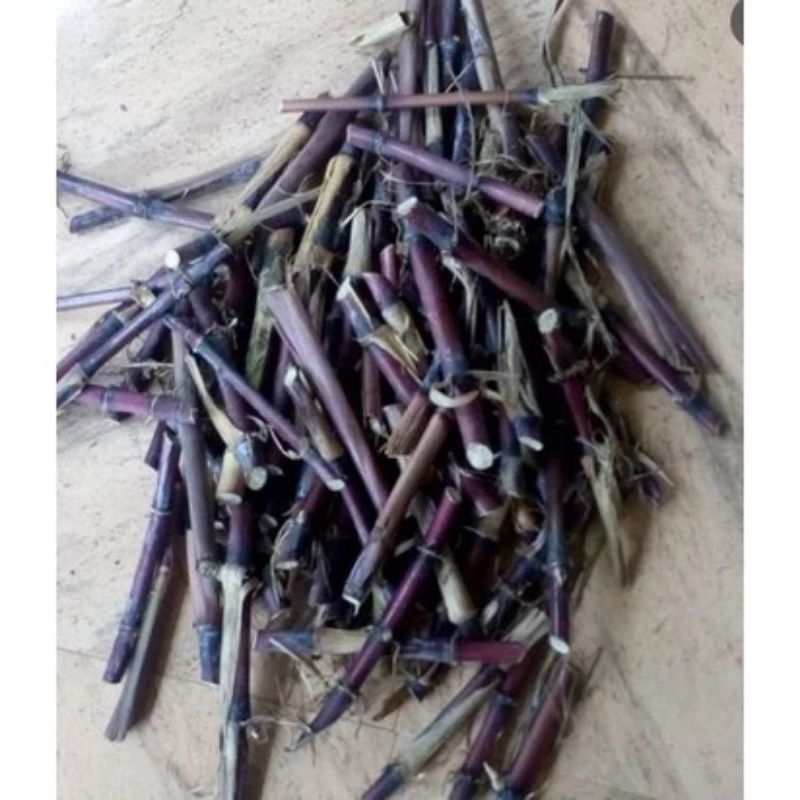 Jual Bibit Rumput Red Napier protein tinggi ( pakcong merah) harga per ...