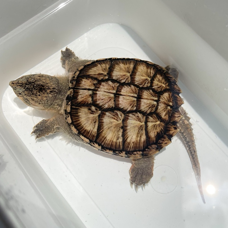 Jual Hiasan Aquarium/Miniatur/ CST / Common Snapping Turtle | Shopee ...