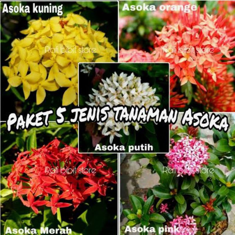 Jual PAKET murah Bebas Pilih Warna Bunga Asoka | Shopee Indonesia