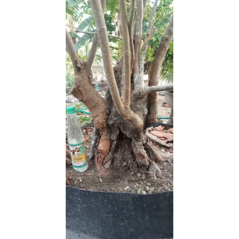 Jual Bonsai murbay jumbo asli unik siap berbuah | Shopee Indonesia