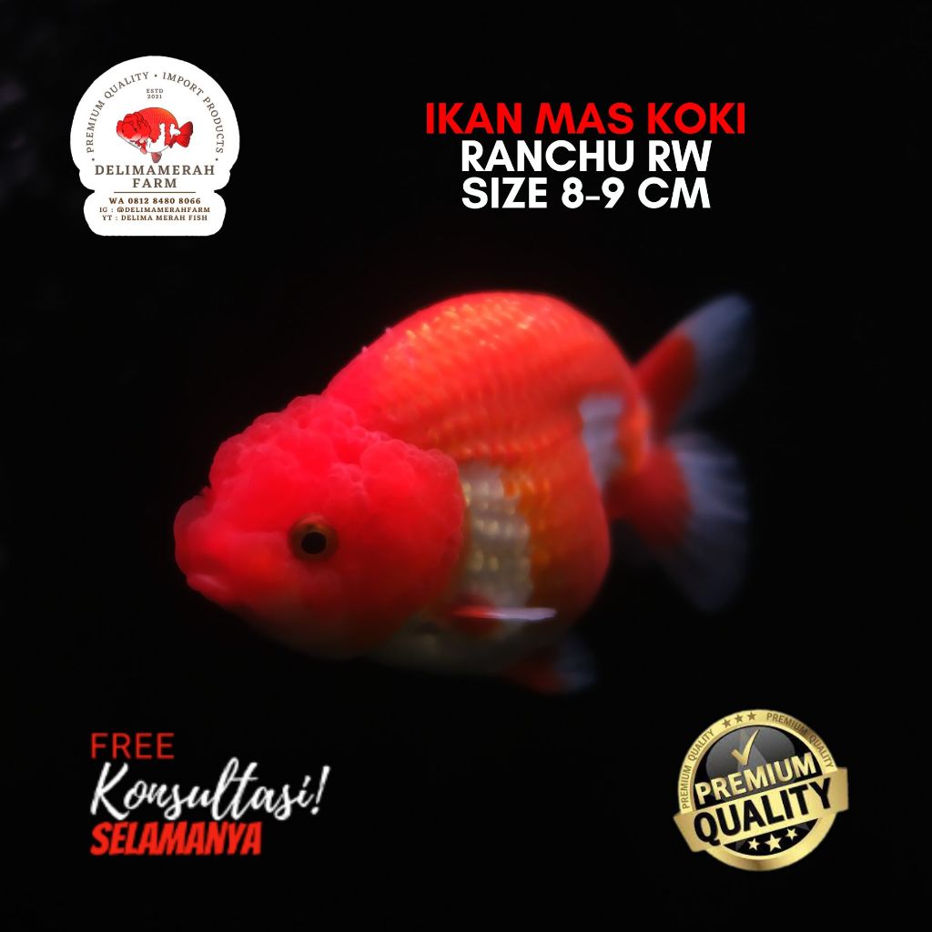 Jual IKAN MAS KOKI RANCHU RED AND WHITE SIZE 9-10 CM | Shopee Indonesia