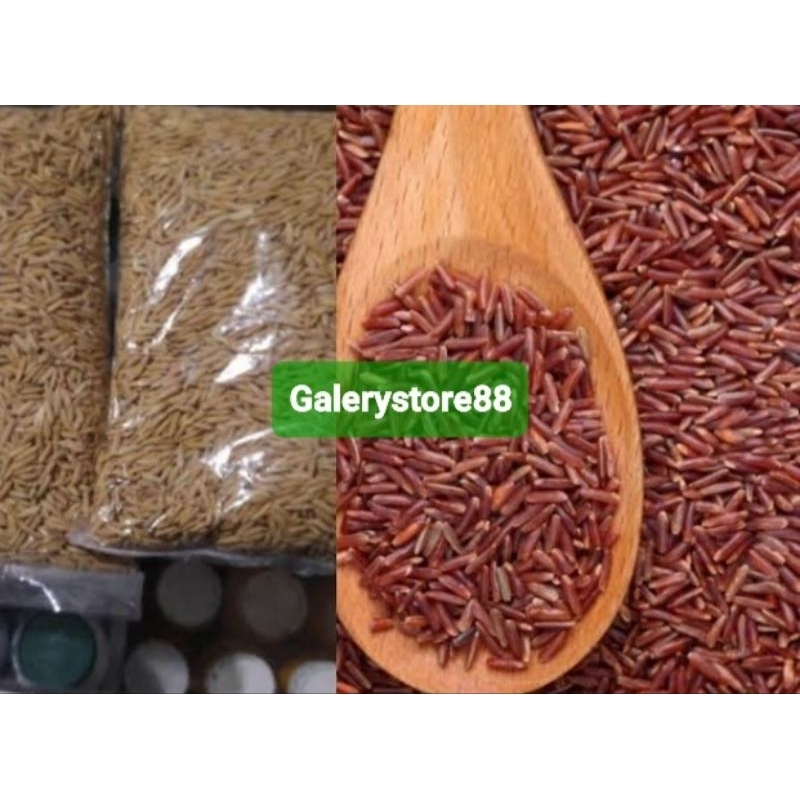 Jual Benih padi beras merah 500 gram | Shopee Indonesia