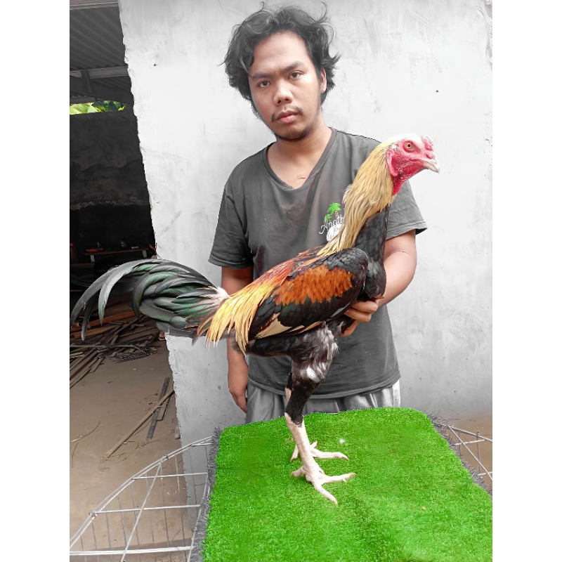 Jual line mexican - ayam pama iq - ayam mangon - ayam pakhoy - ayam ...