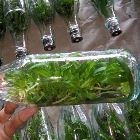 Jual bibit botol cattleya ( COD) | Shopee Indonesia