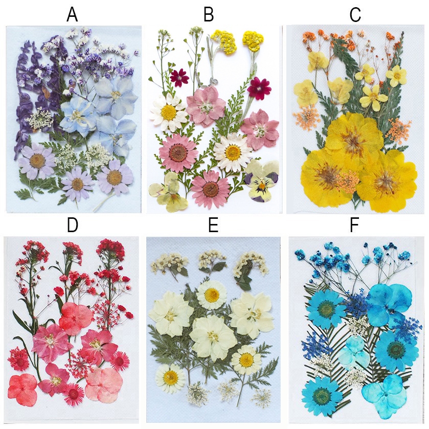 Jual Bunga Kering Asli Set/Pressed Flower Mixed Natural Dried Flowers ...
