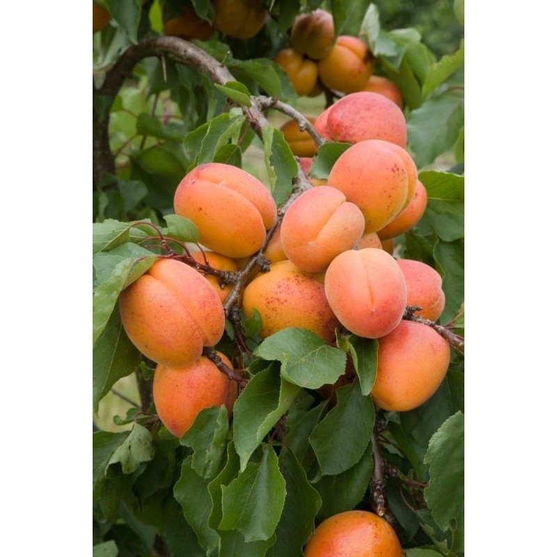 Jual Apricot | Shopee Indonesia