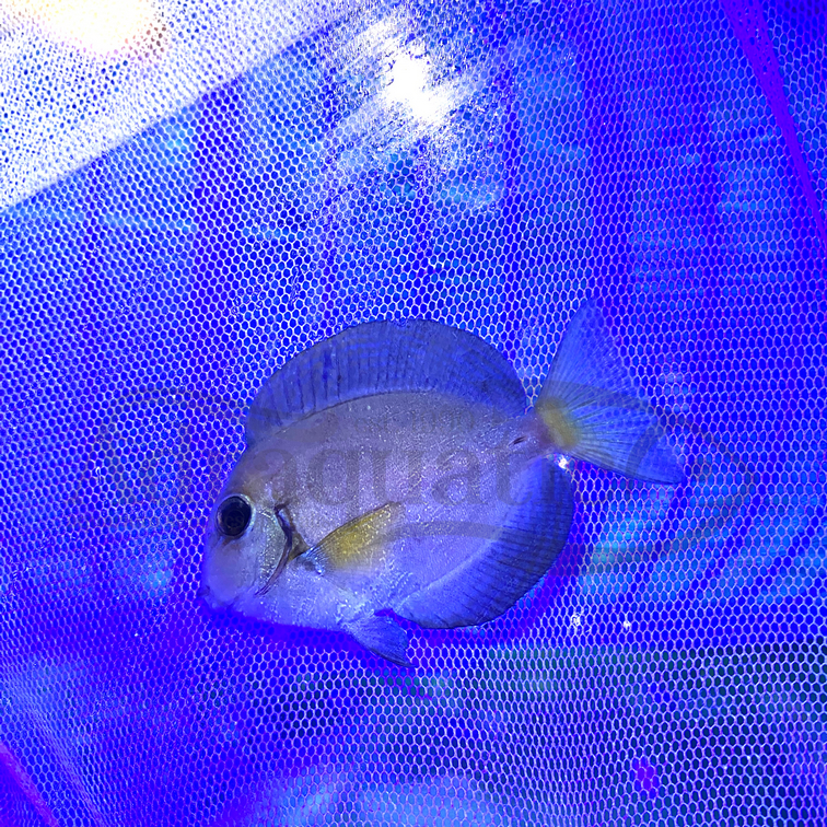 Jual (INSTANT BANDUNG) IKAN HIAS AIR LAUT BOTANA EKOR PUTIH | Shopee ...