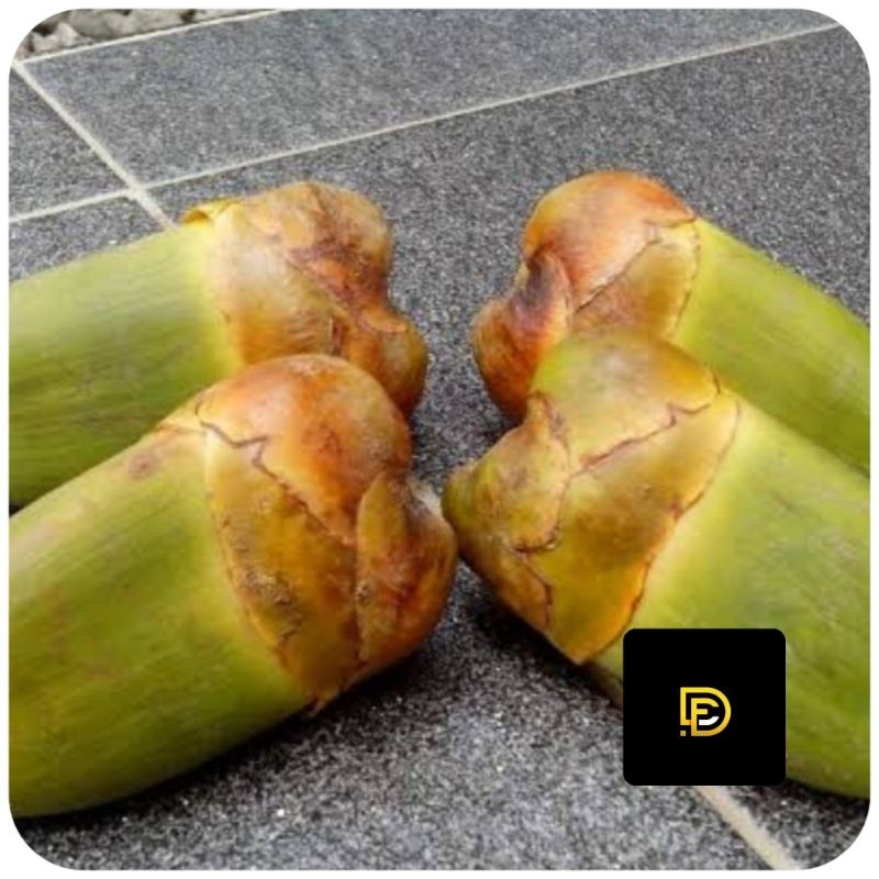 Jual Beluluk kelapa tembuluk kelapa buah kelapa kecil 10 buah-az ...