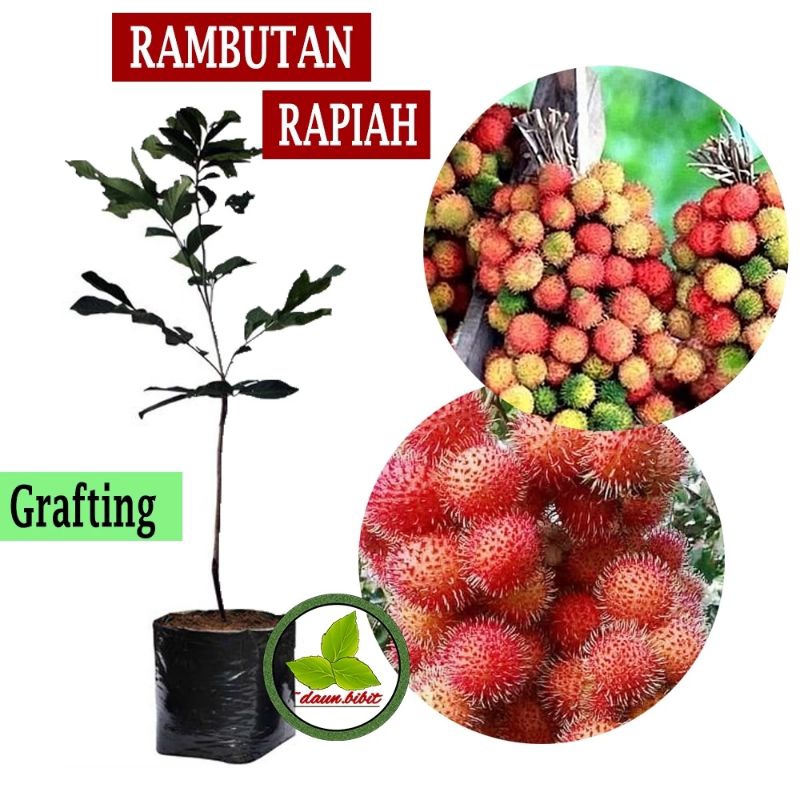 Jual Bibit Rambutan Rafiah Okulasi Sangat Mudah Berbuah. | Shopee Indonesia