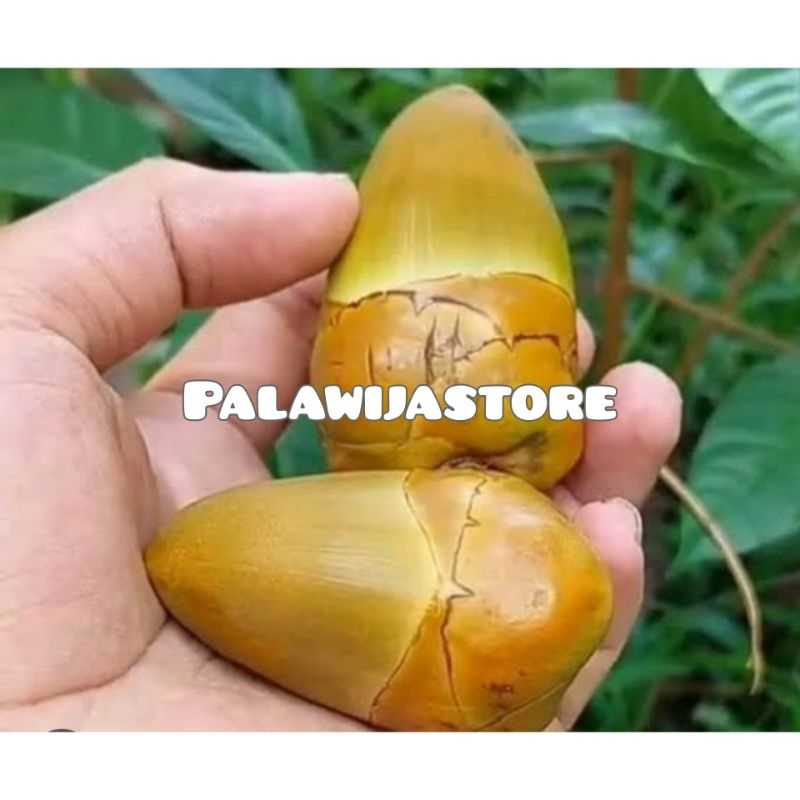 Jual Beluluk kelapa tembuluk kelapa segar 5 buah | Shopee Indonesia